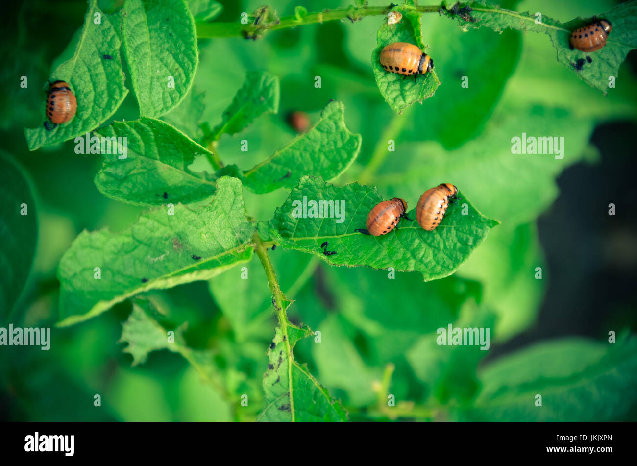 The red colorado beetle's larva feeding Stock Photo - Alamy