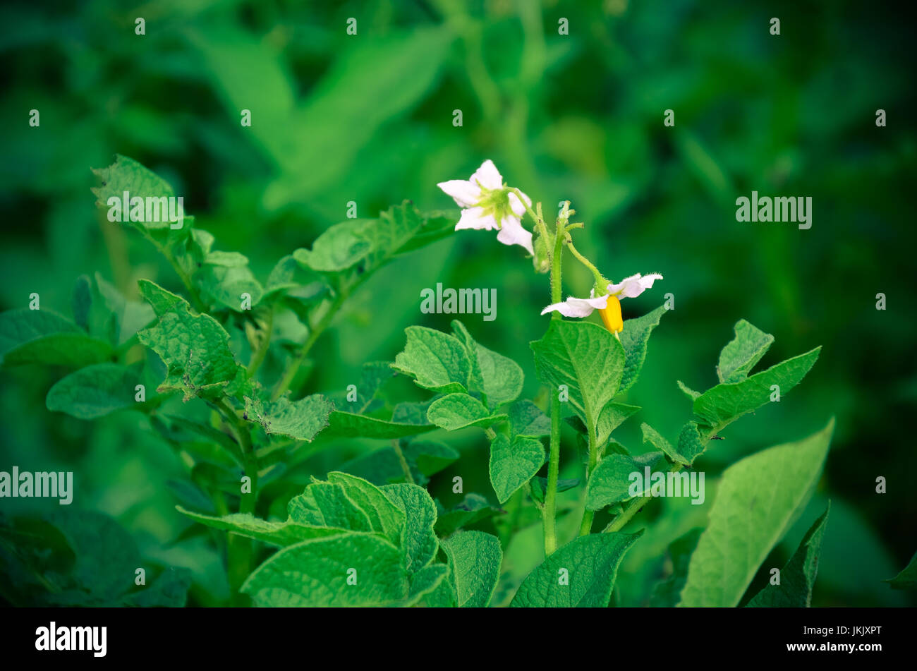 White potato stem hi-res stock photography and images - Alamy