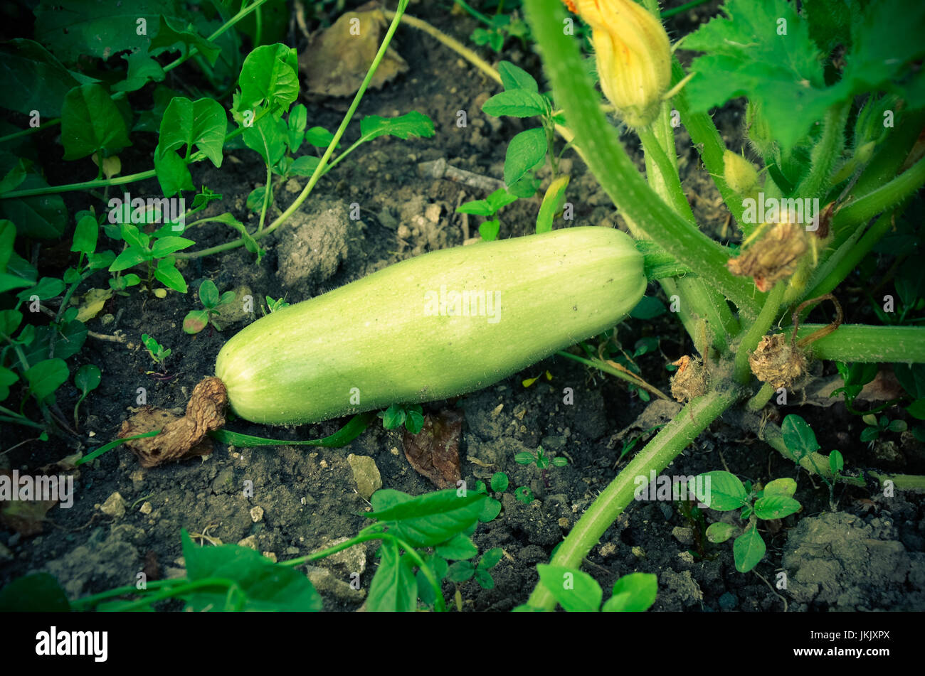 Green squash ripening on vine Stock Photo - Alamy
