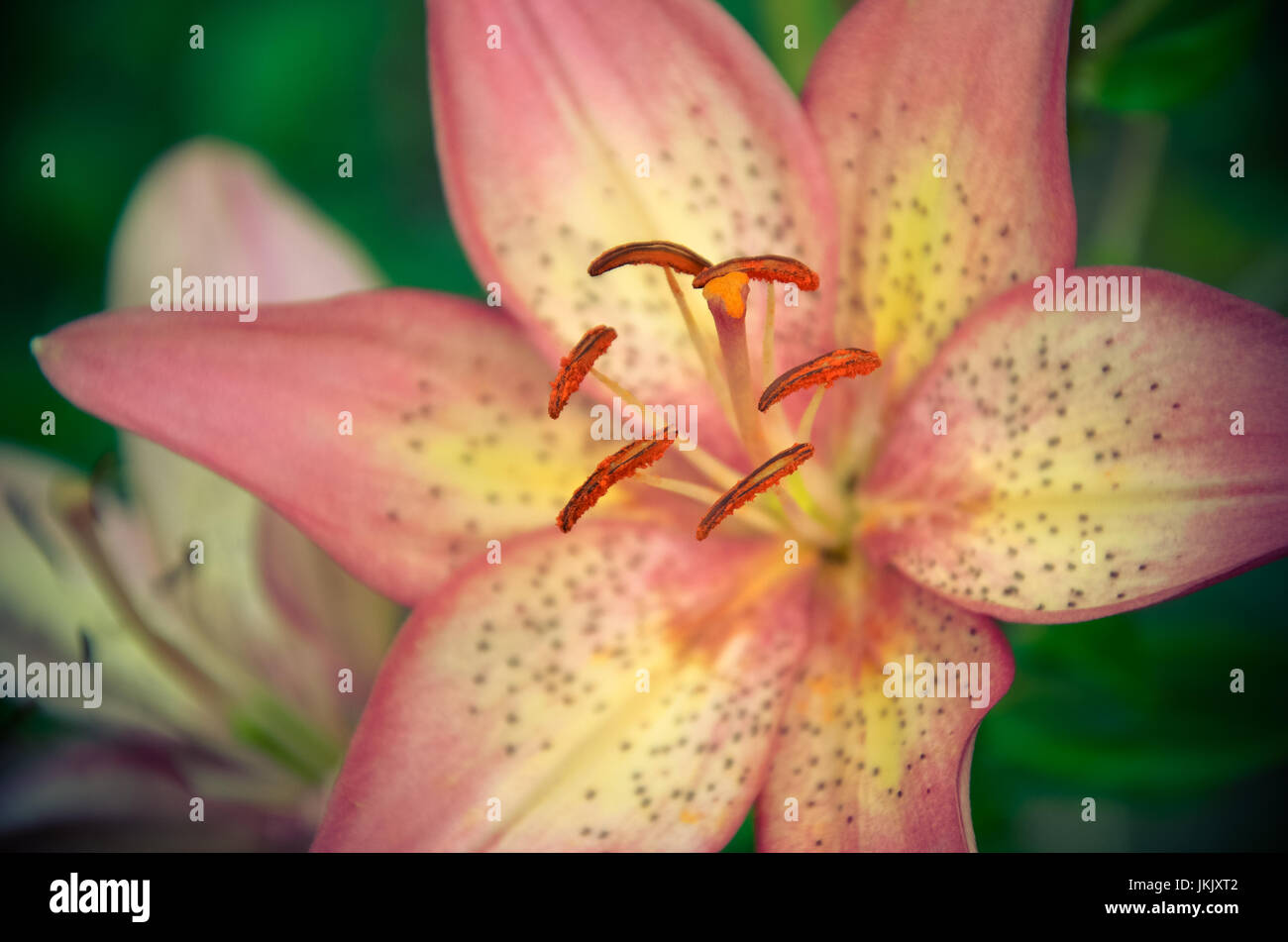 Flower truss hi-res stock photography and images - Alamy