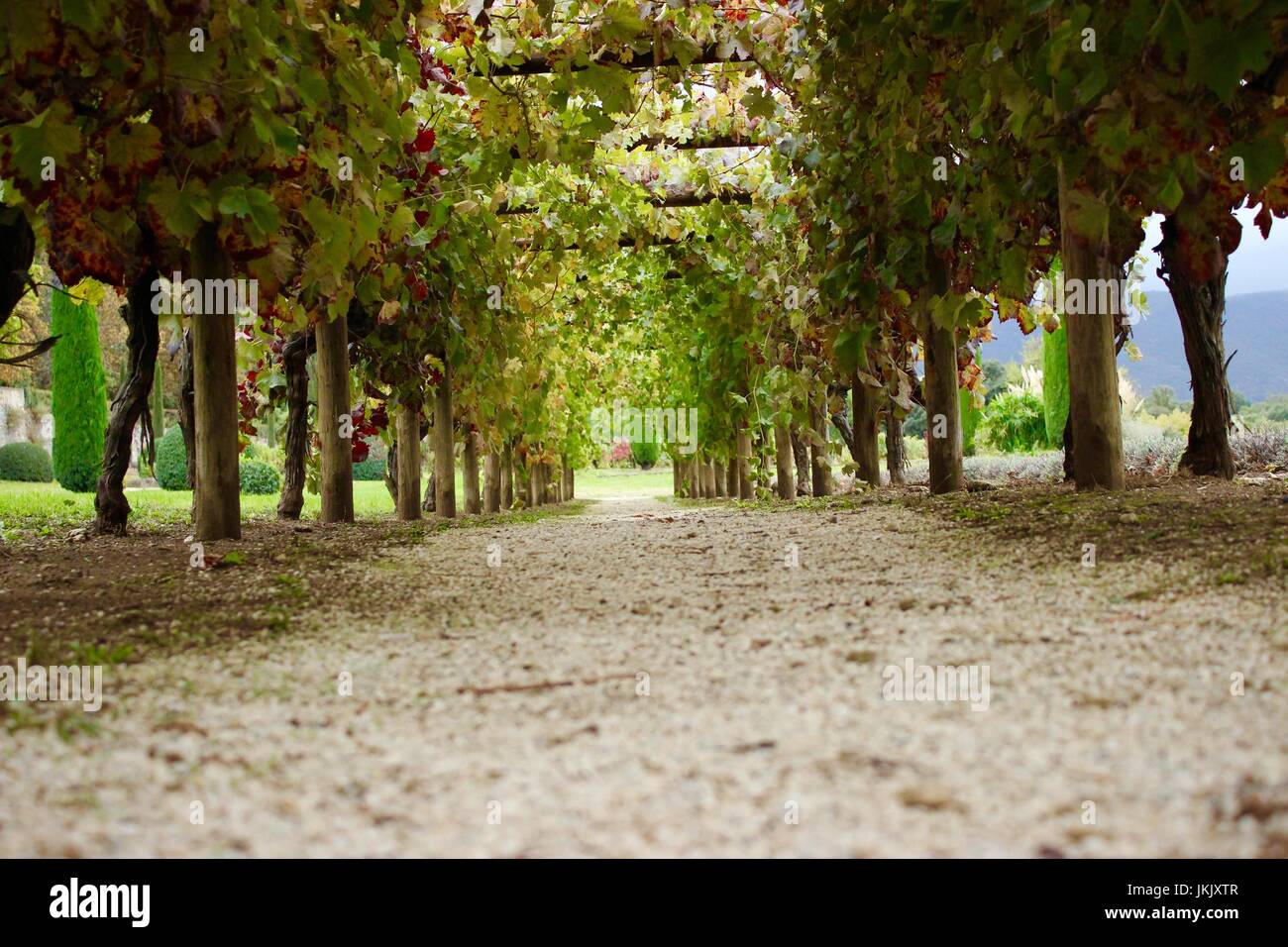 Vineyard Orchard in Provence Stock Photo - Alamy
