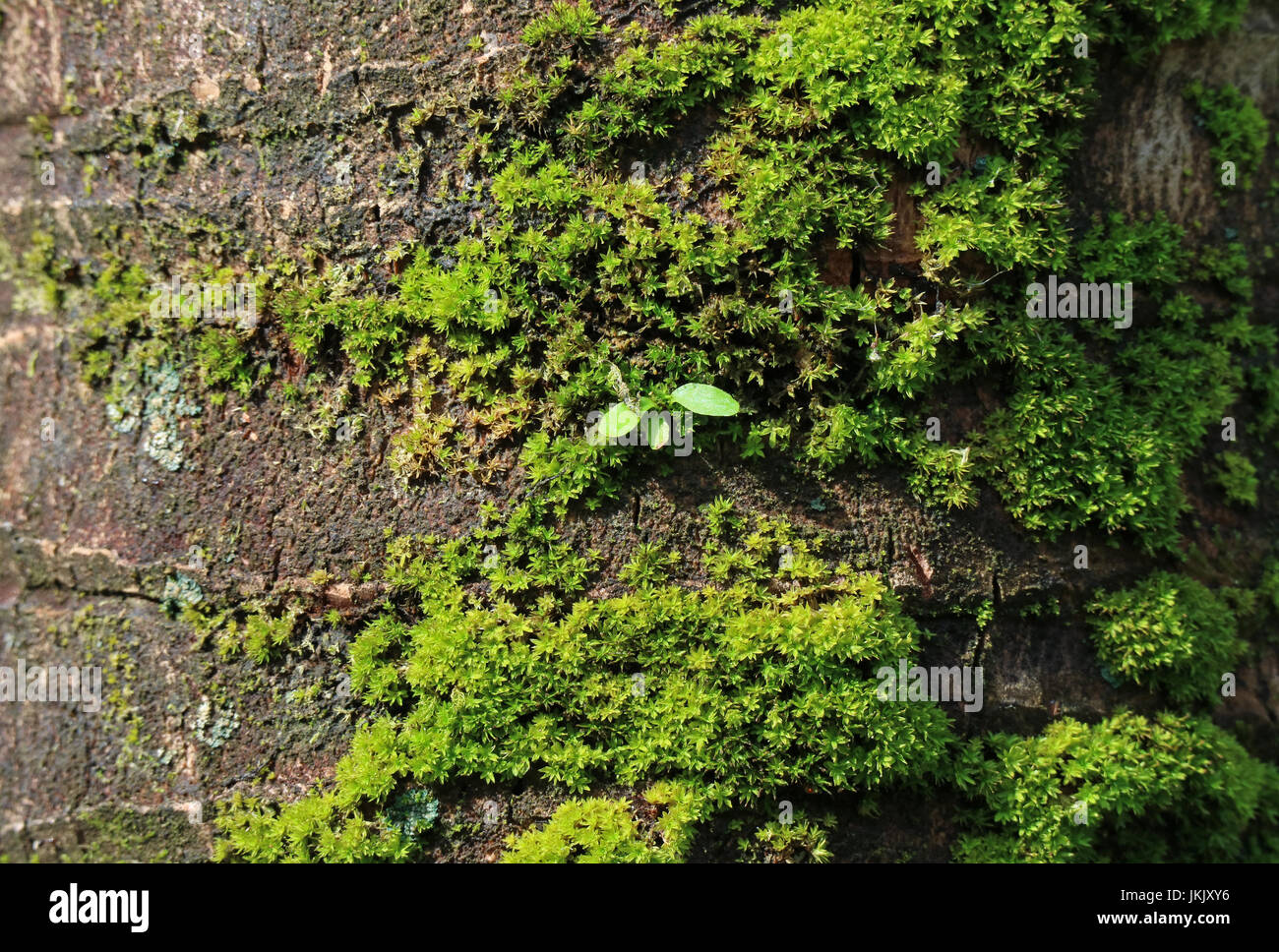 Closed up Texture of Rough Dark Brown Coconut Tree Trunk with Vibrant ...