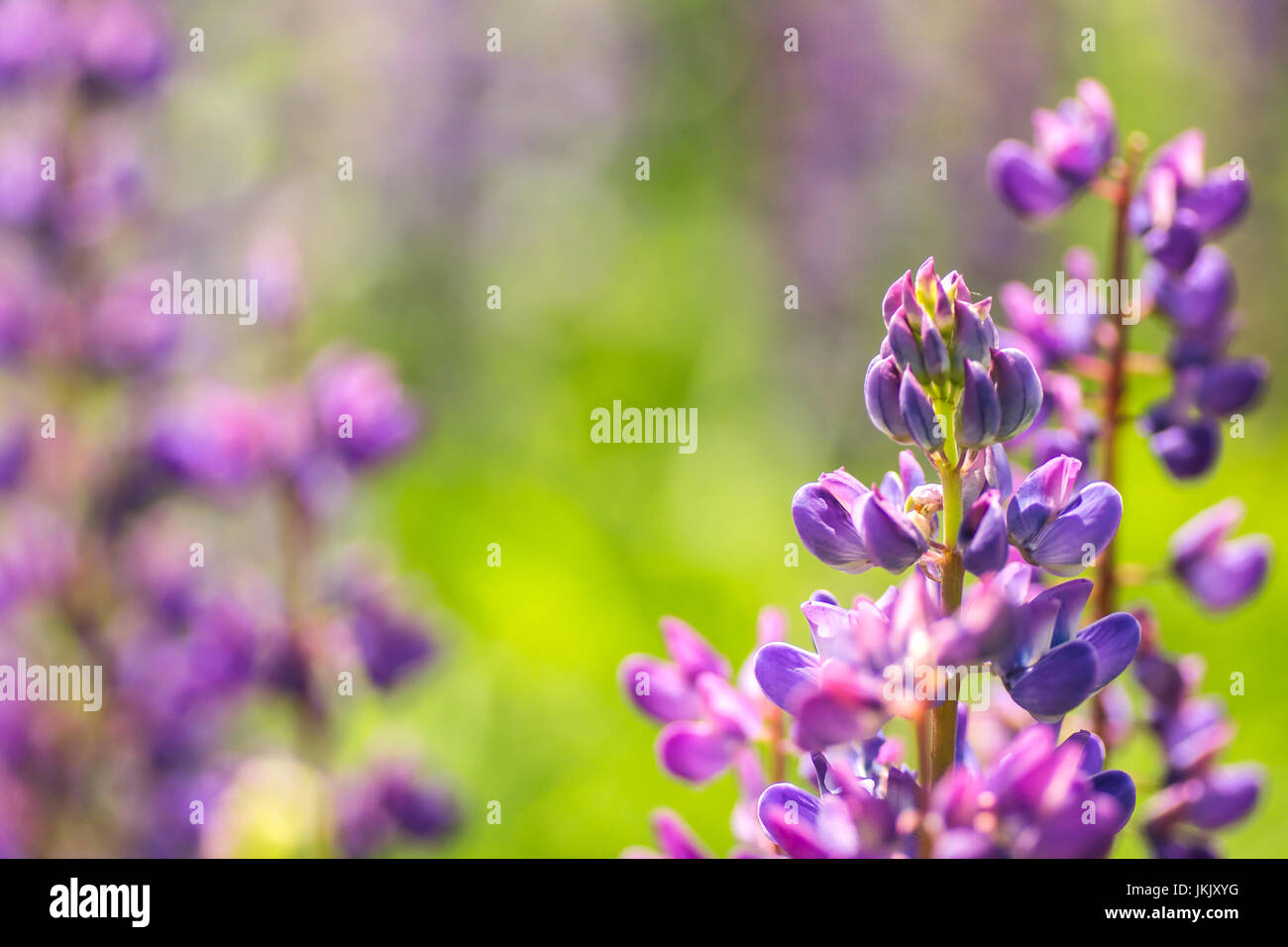 Blooming lupine flowers. A field of lupines. Violet spring and summer ...
