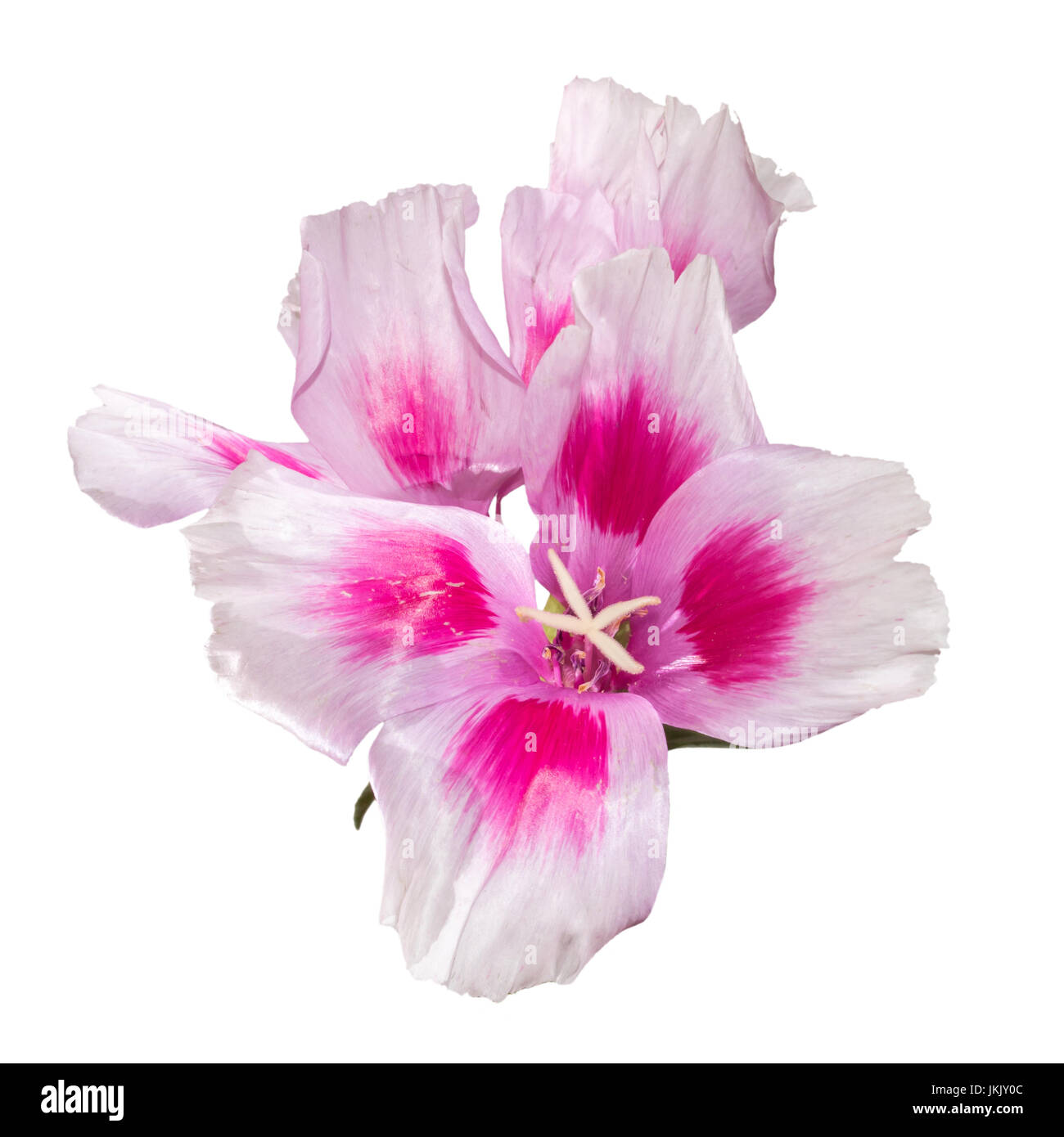 Godetia flower isolated. A branch of beautiful pink and purple spring ...