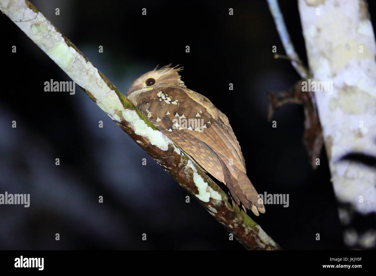 Large frogmouth (Batrachostomus auritus) in Danum Valley, Sabah, Borneo ...