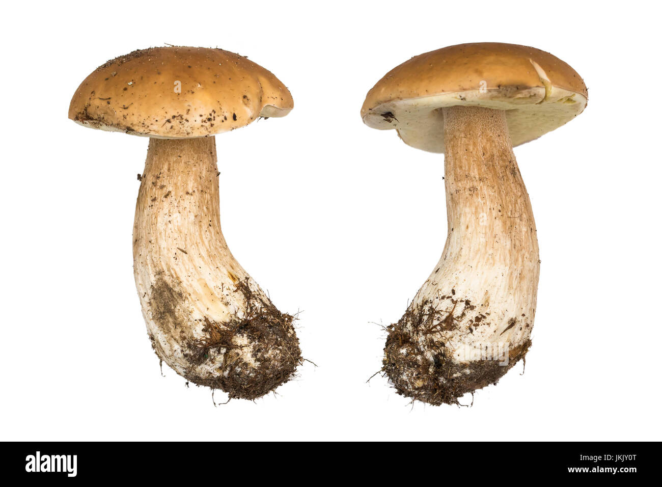 Porcini mushrooms. Cep isolated. The natural color and texture Stock ...