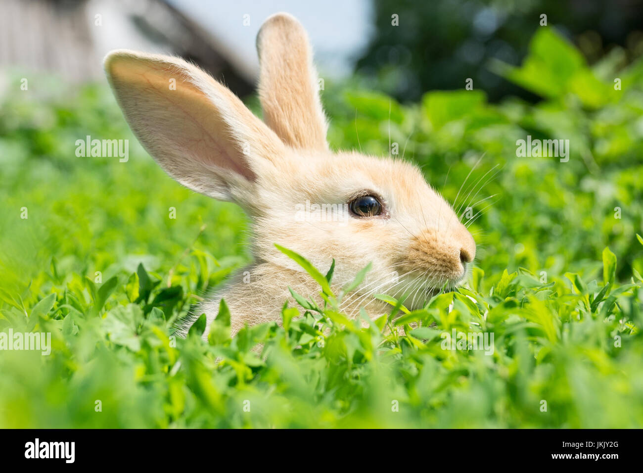 Rabbit on the grass, Russia, village, summer Stock Photo - Alamy