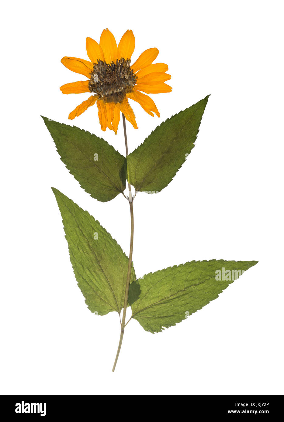 Dried and pressed spring wild flower isolated on white background ...