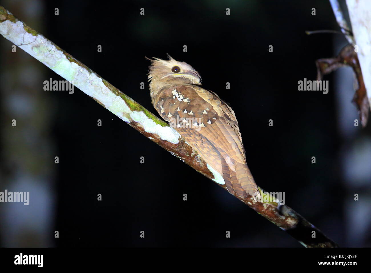 Large frogmouth (Batrachostomus auritus) in Danum Valley, Sabah, Borneo ...
