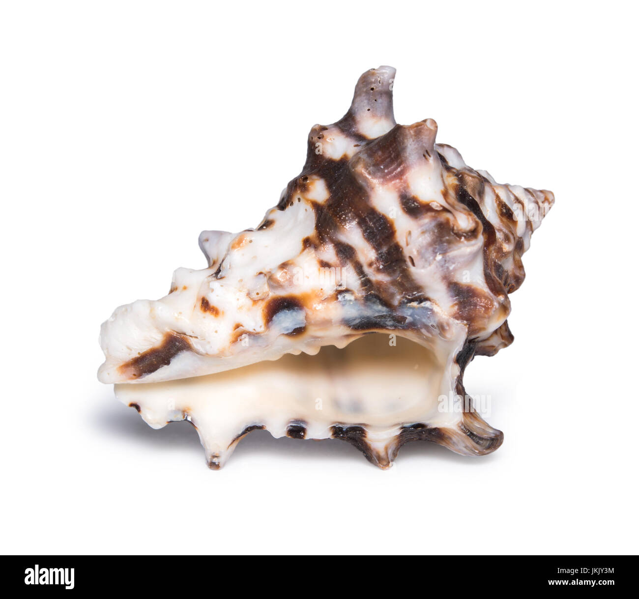 Big beautiful seashell isolated on white background Stock Photo - Alamy