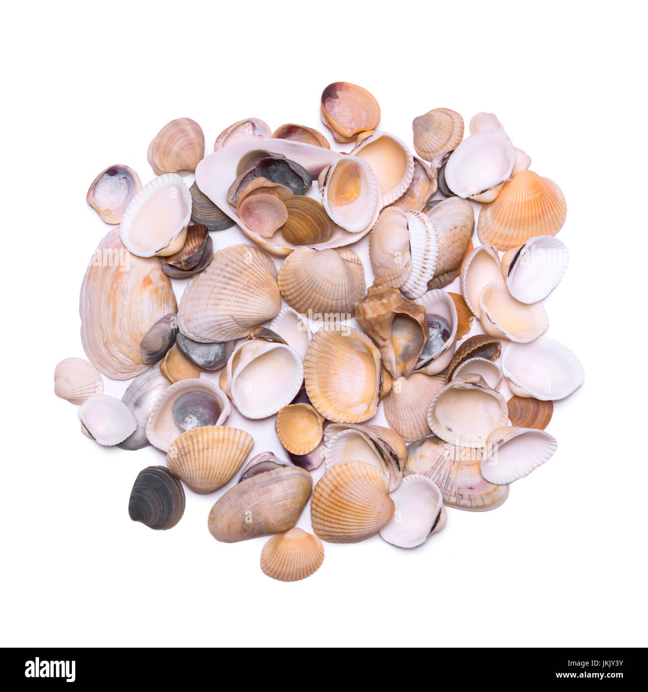 A bunch of different seashells isolated on white background Stock Photo ...