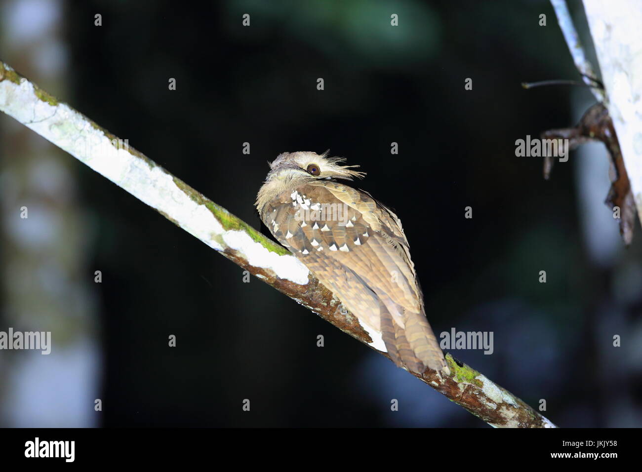 Large frogmouth (Batrachostomus auritus) in Danum Valley, Sabah, Borneo ...
