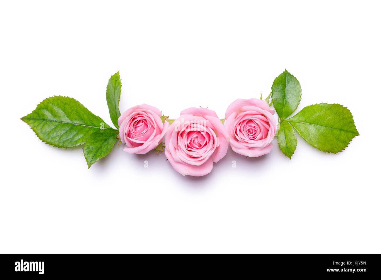 Pink roses on a white background. Border of flowers. Pattern for ...