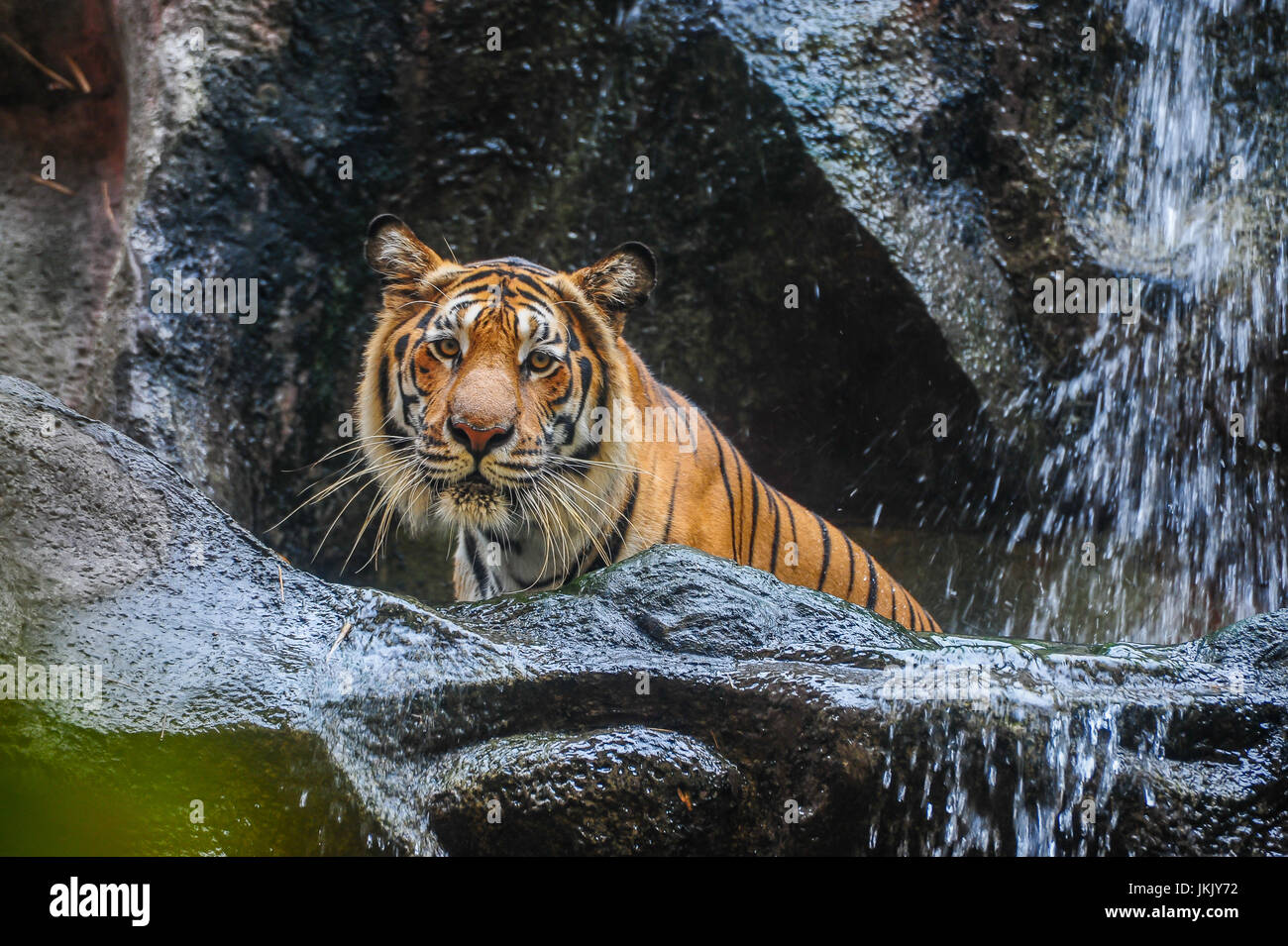 Tiger In Cave Stock Photos & Tiger In Cave Stock Images - Alamy