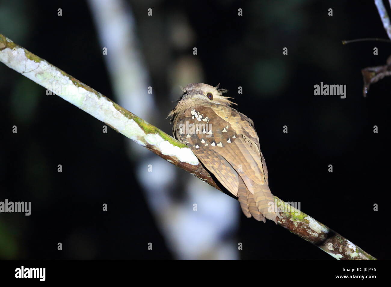 Large frogmouth (Batrachostomus auritus) in Danum Valley, Sabah, Borneo ...