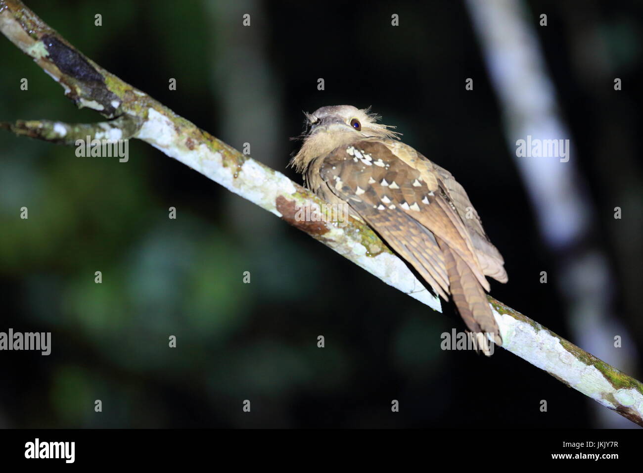 Large frogmouth (Batrachostomus auritus) in Danum Valley, Sabah, Borneo ...