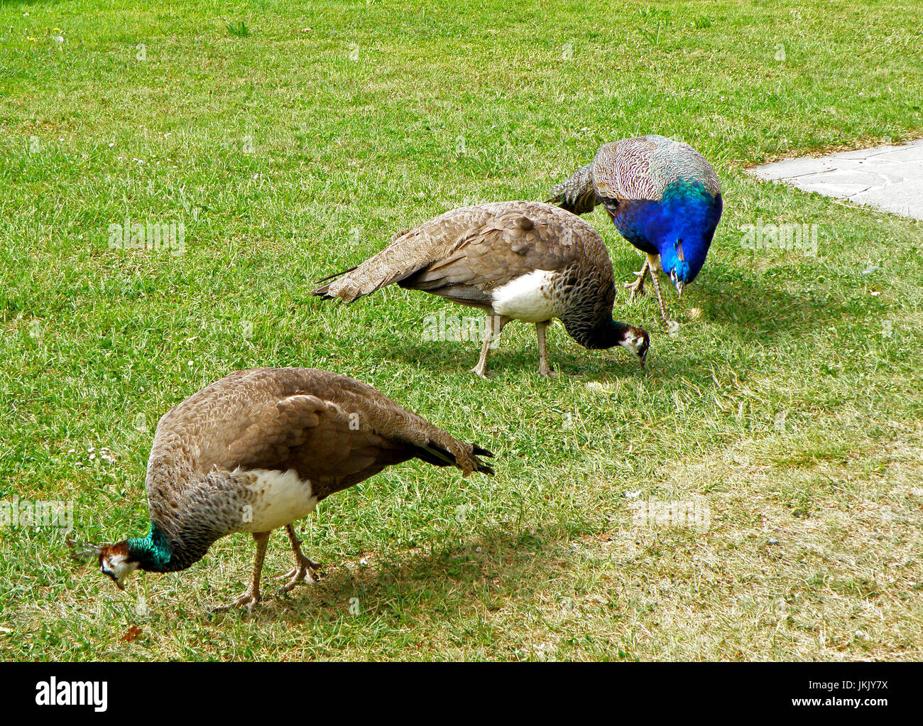 Three Peacocks in the Garden, Innsbruck, Tyrol, Austria Stock Photo - Alamy