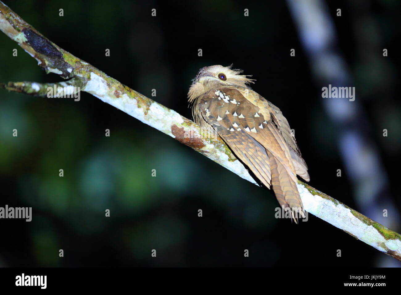 Large frogmouth (Batrachostomus auritus) in Danum Valley, Sabah, Borneo ...