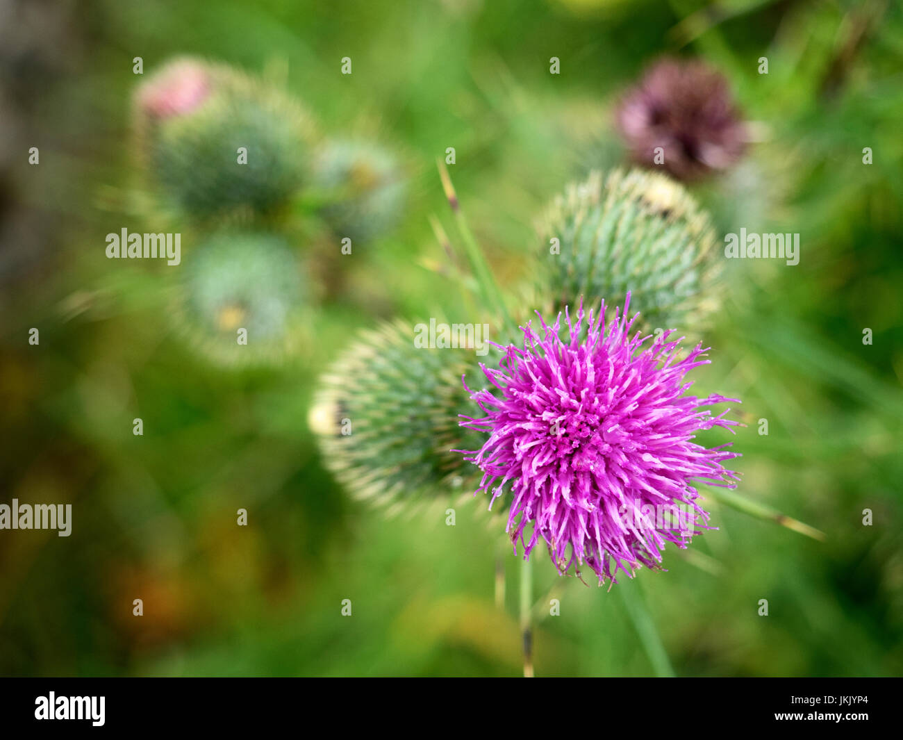 Thistle Head in Flower at Winskill Stones near Stainforth Ribblesdale ...