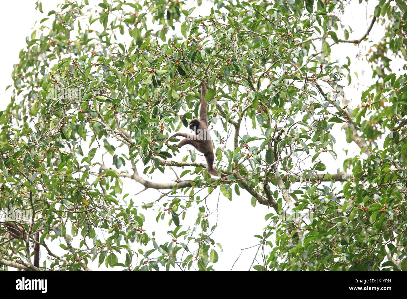 Malaysia island gibbon hylobates muelleri hi-res stock photography and ...