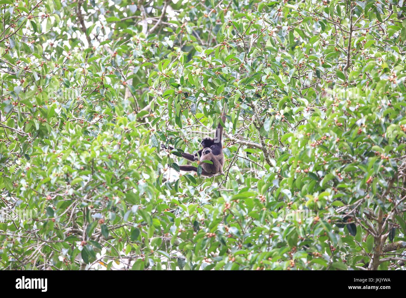 Müller's Bornean Gibbon (Hylobates muelleri) in Danum Valley, Sabah ...