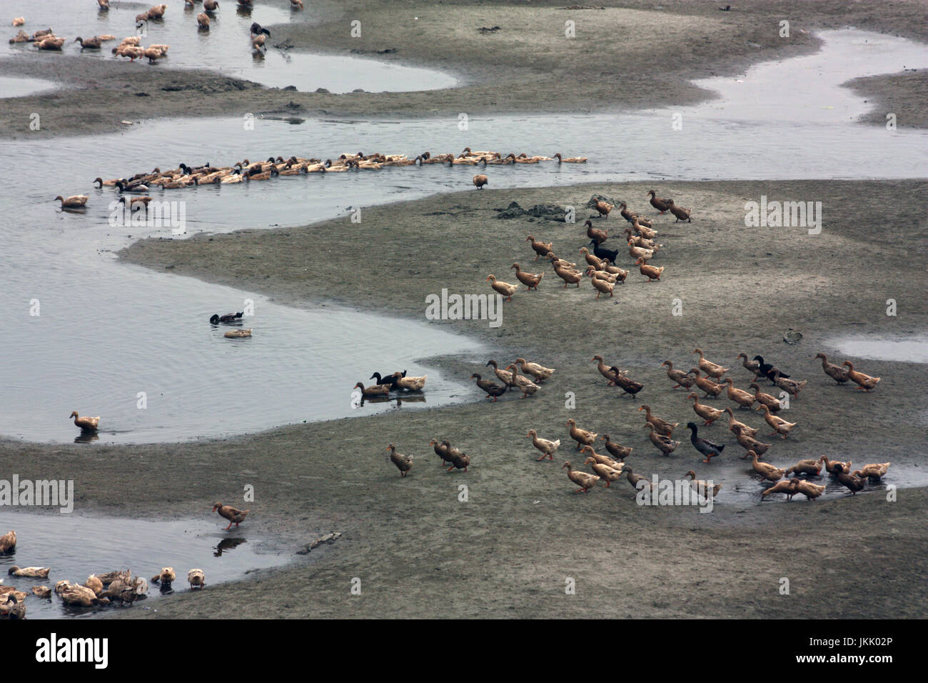 Brahma putra hi-res stock photography and images - Alamy