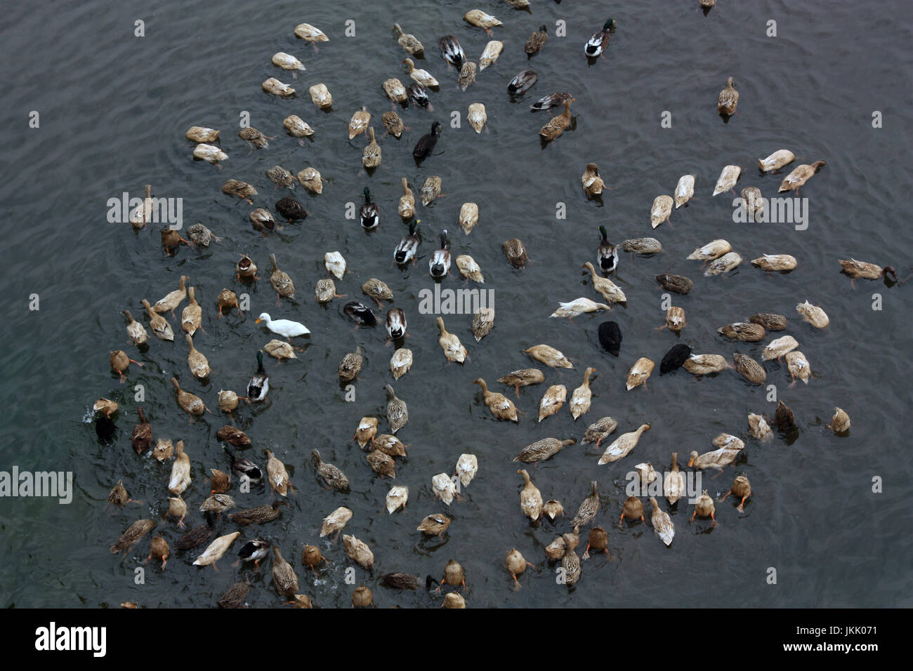 Brahma putra river hi-res stock photography and images - Alamy