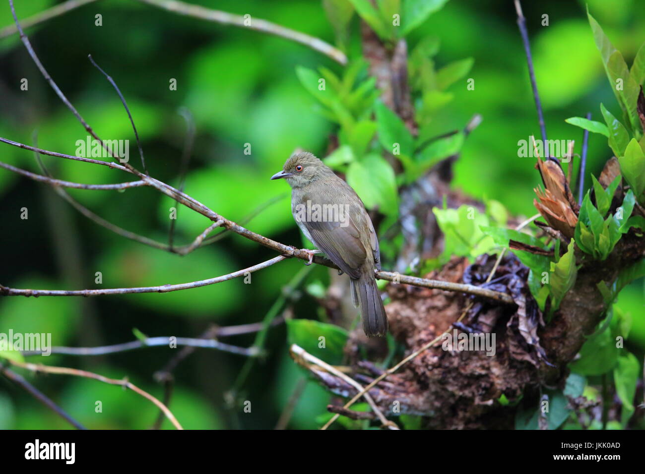 Asian red-eyed bulbul (Pycnonotus brunneus) in Danum Valley, Sabah ...