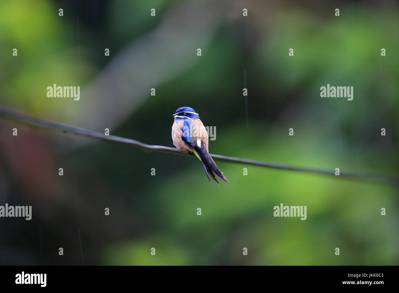 Whiskered treeswift (Hemiprocne comata) in Danum Valley, Sabah, Borneo ...