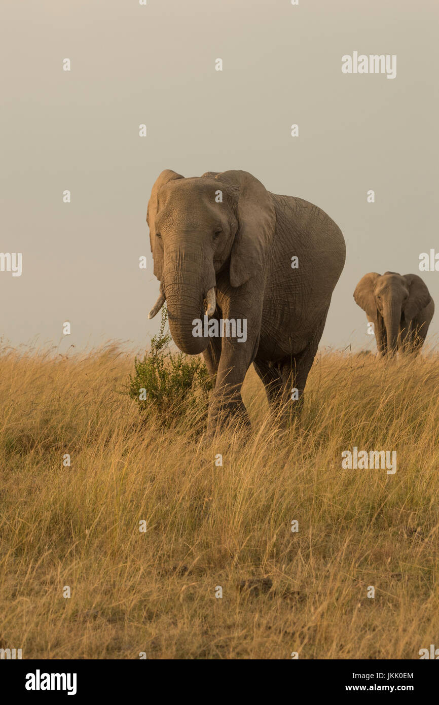 African ele hi-res stock photography and images - Alamy
