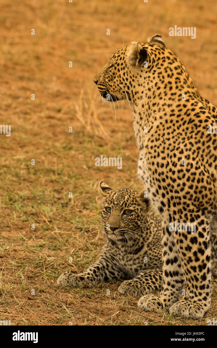 Curious leopard cub hi-res stock photography and images - Alamy