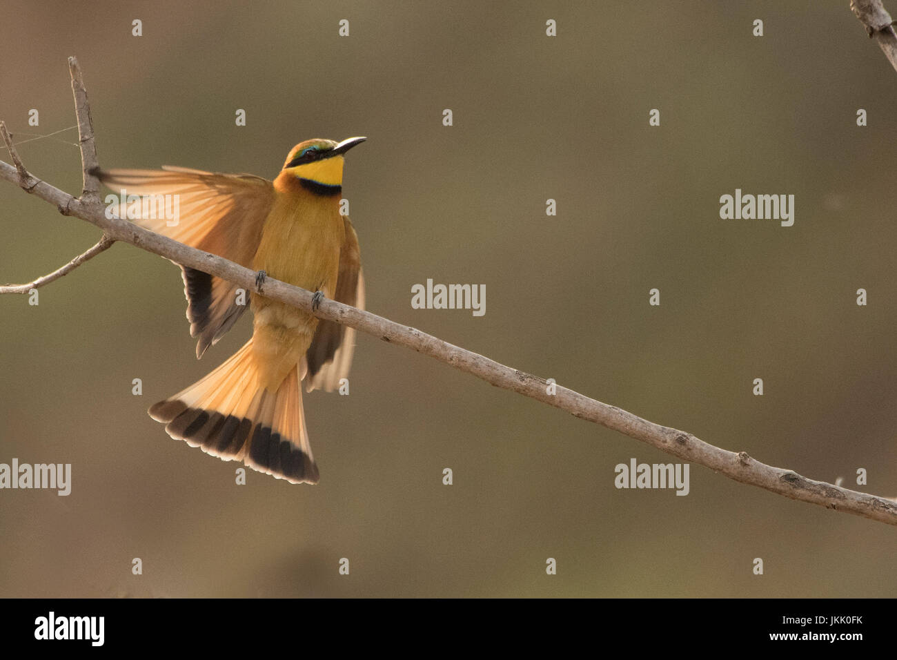 Little bee-eater landing after flight in the Masai Mara in Kenya Stock ...