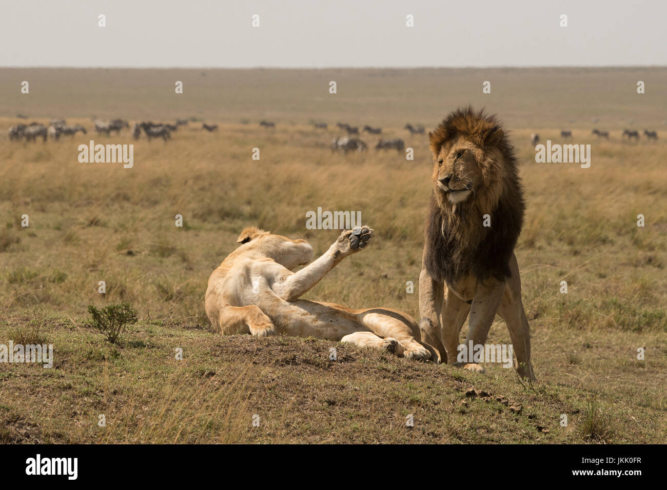 Lioness attacking lion hi-res stock photography and images - Alamy