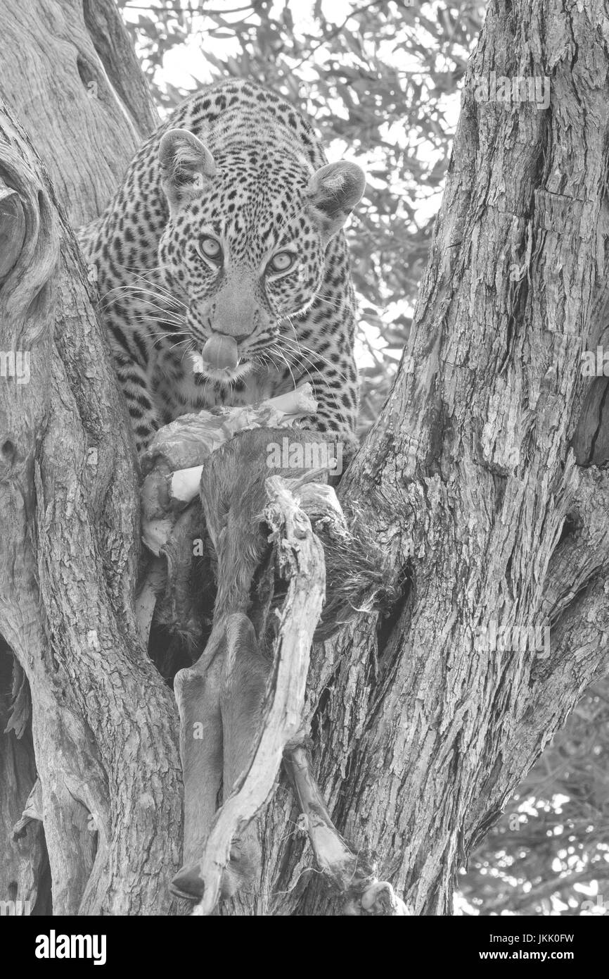 Leopard bite hi-res stock photography and images - Alamy