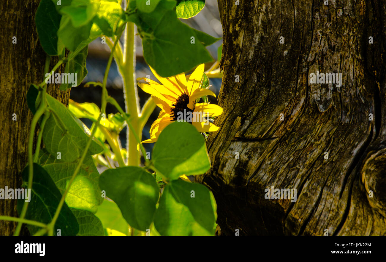 Sunflower between trees Stock Photo - Alamy