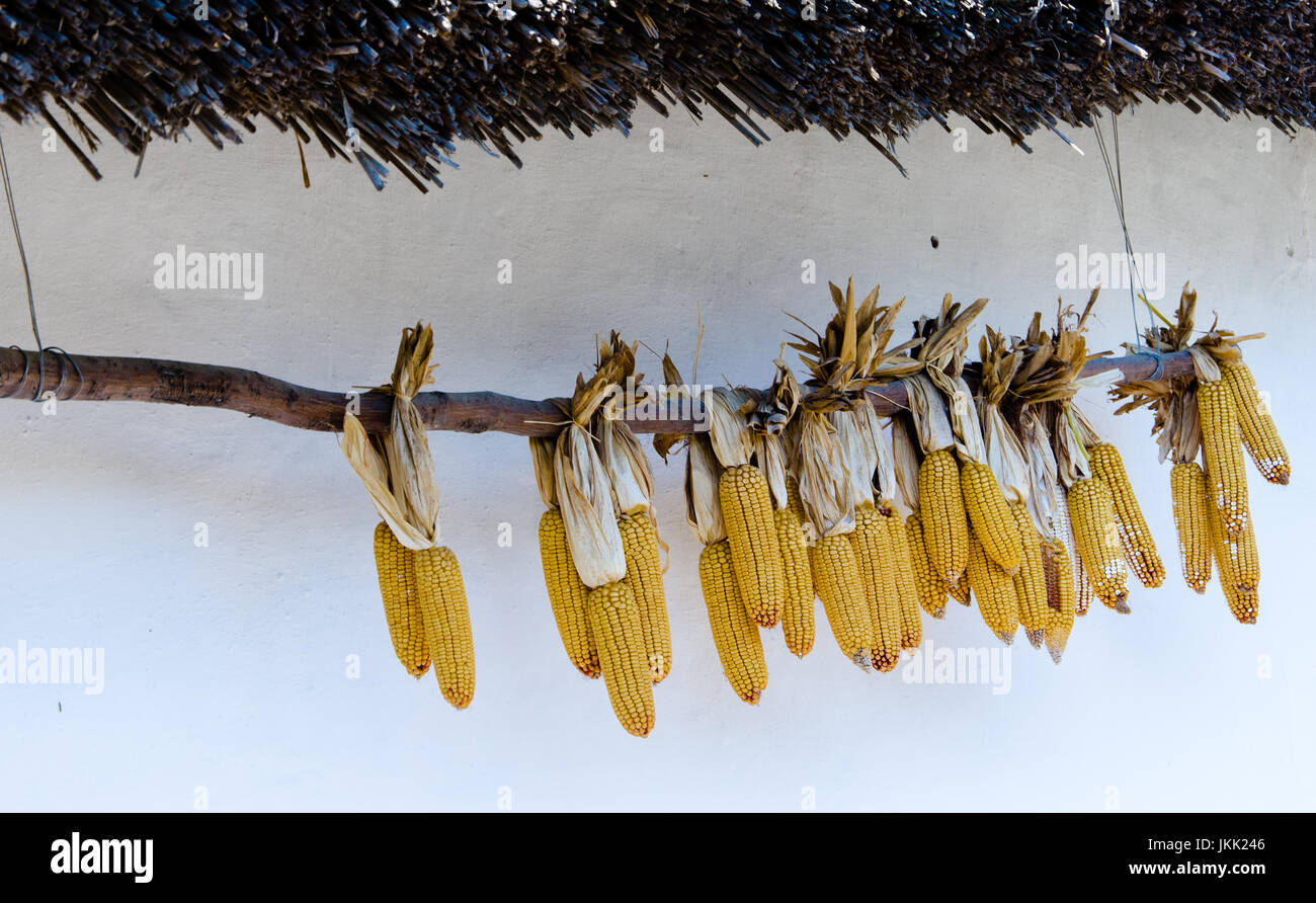 Corn cobs drying Stock Photo - Alamy