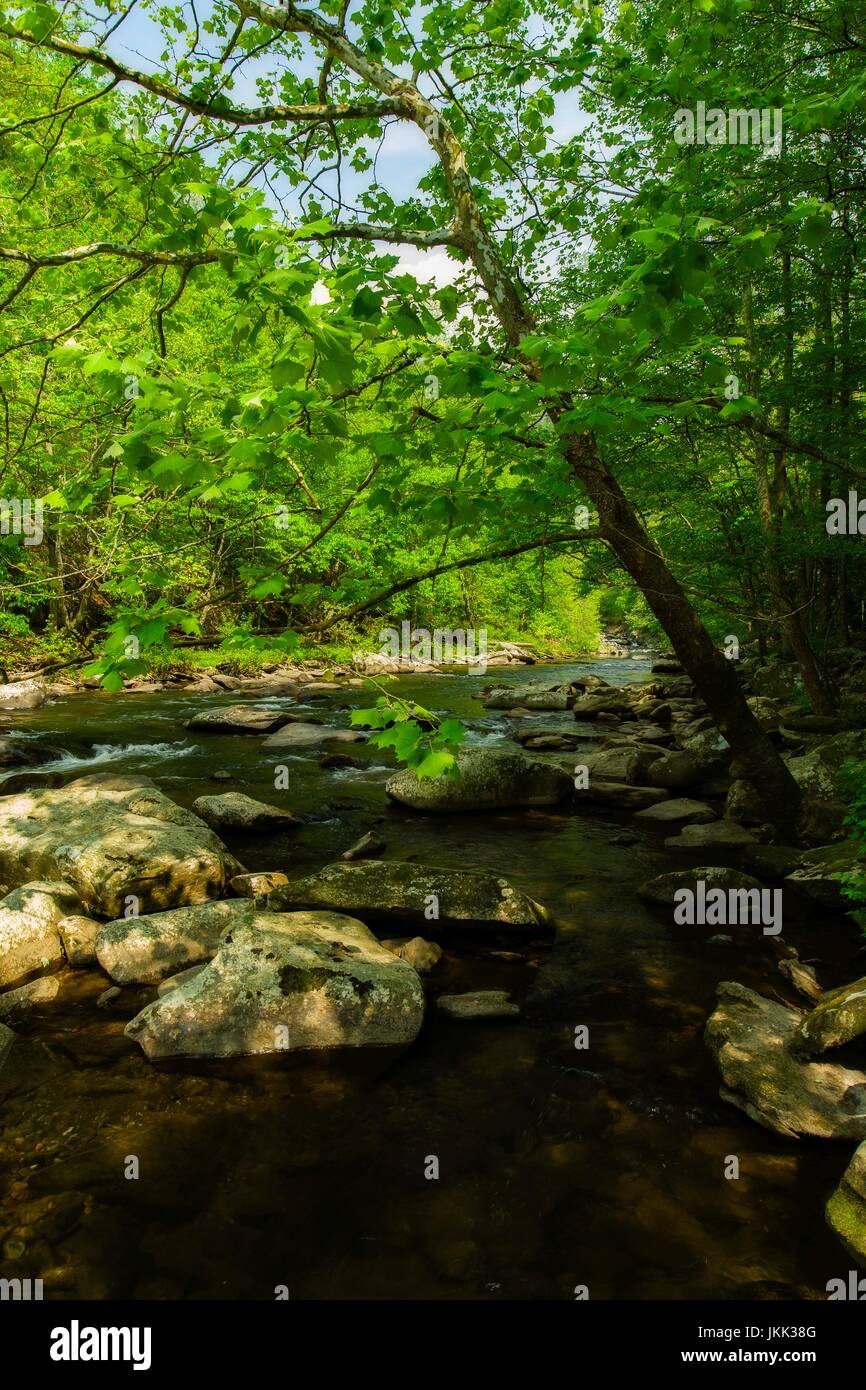 Tellico River, Cherokee National Forest, TN Stock Photo - Alamy