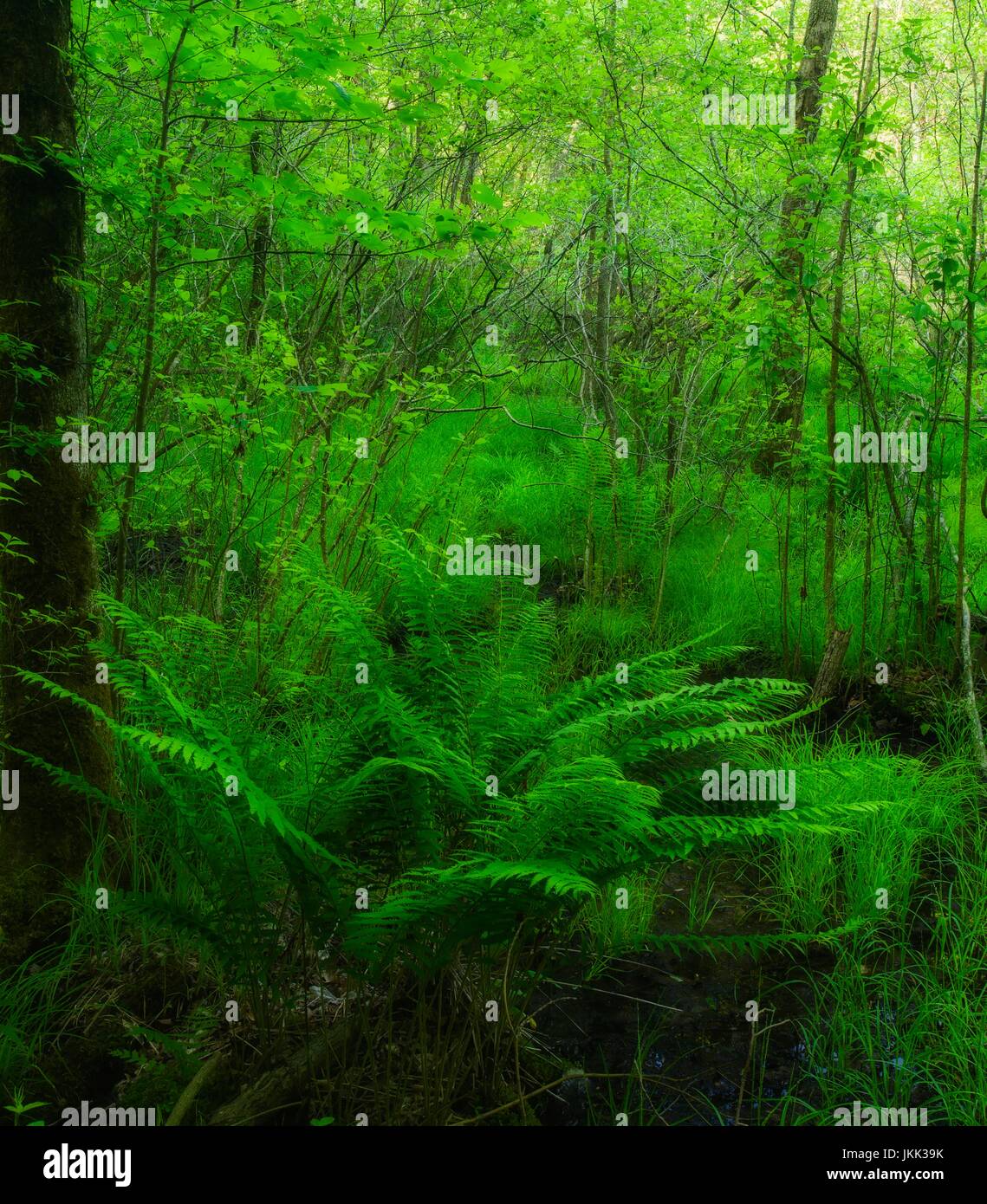 Swampy Area near The Sinks, Great Smoky Mountains National Park Stock ...