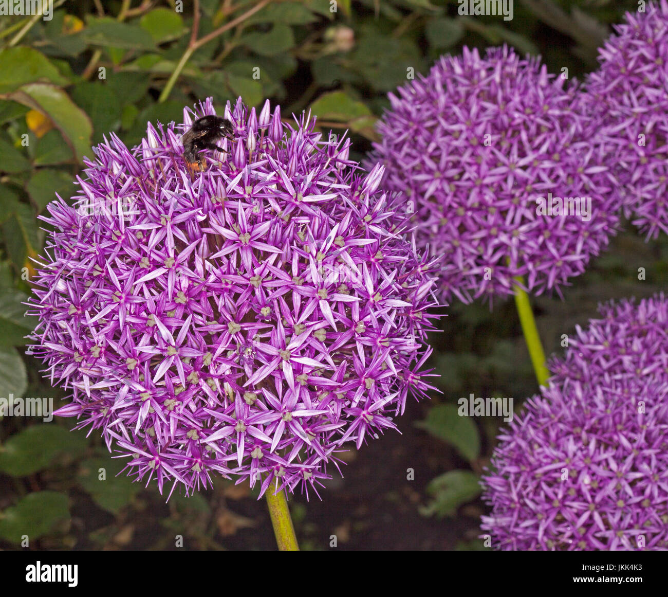 Large globular purple / pink flowers of Allium cultivar, ornamental ...
