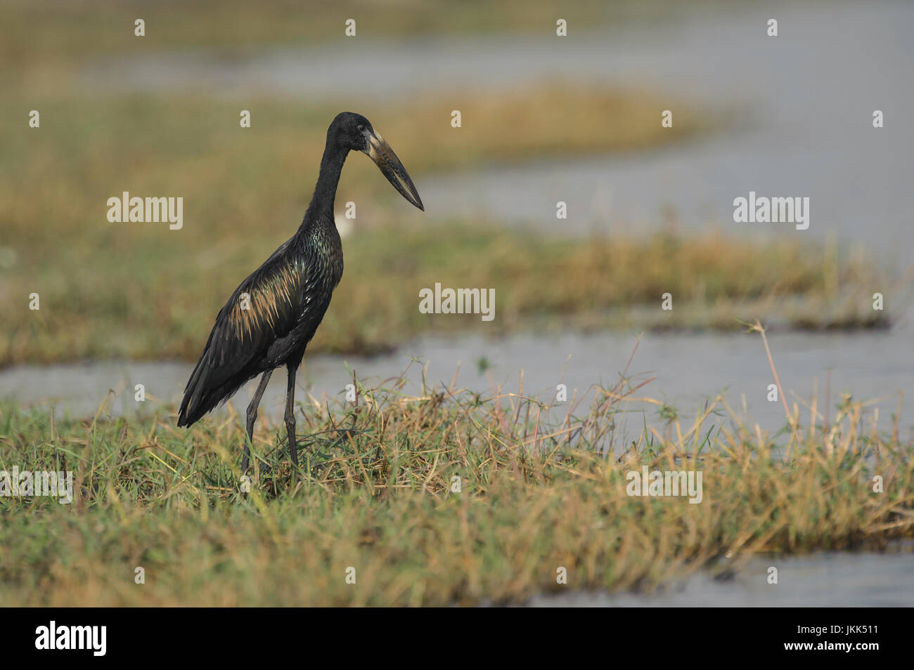 Wading birds chobe river botswana hi-res stock photography and images ...