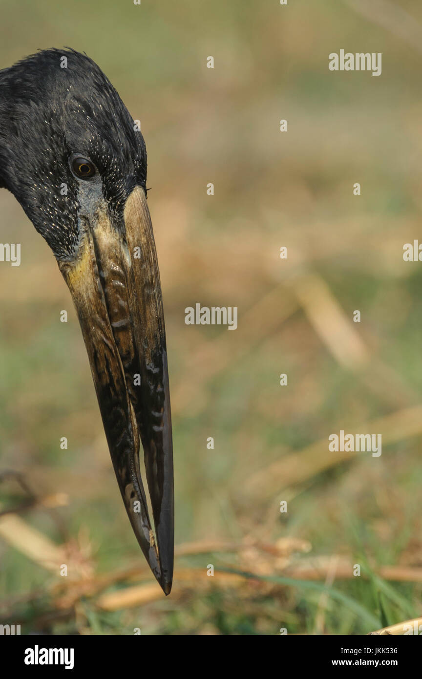 African open bill stork anastomus lamelligerus hi-res stock photography ...