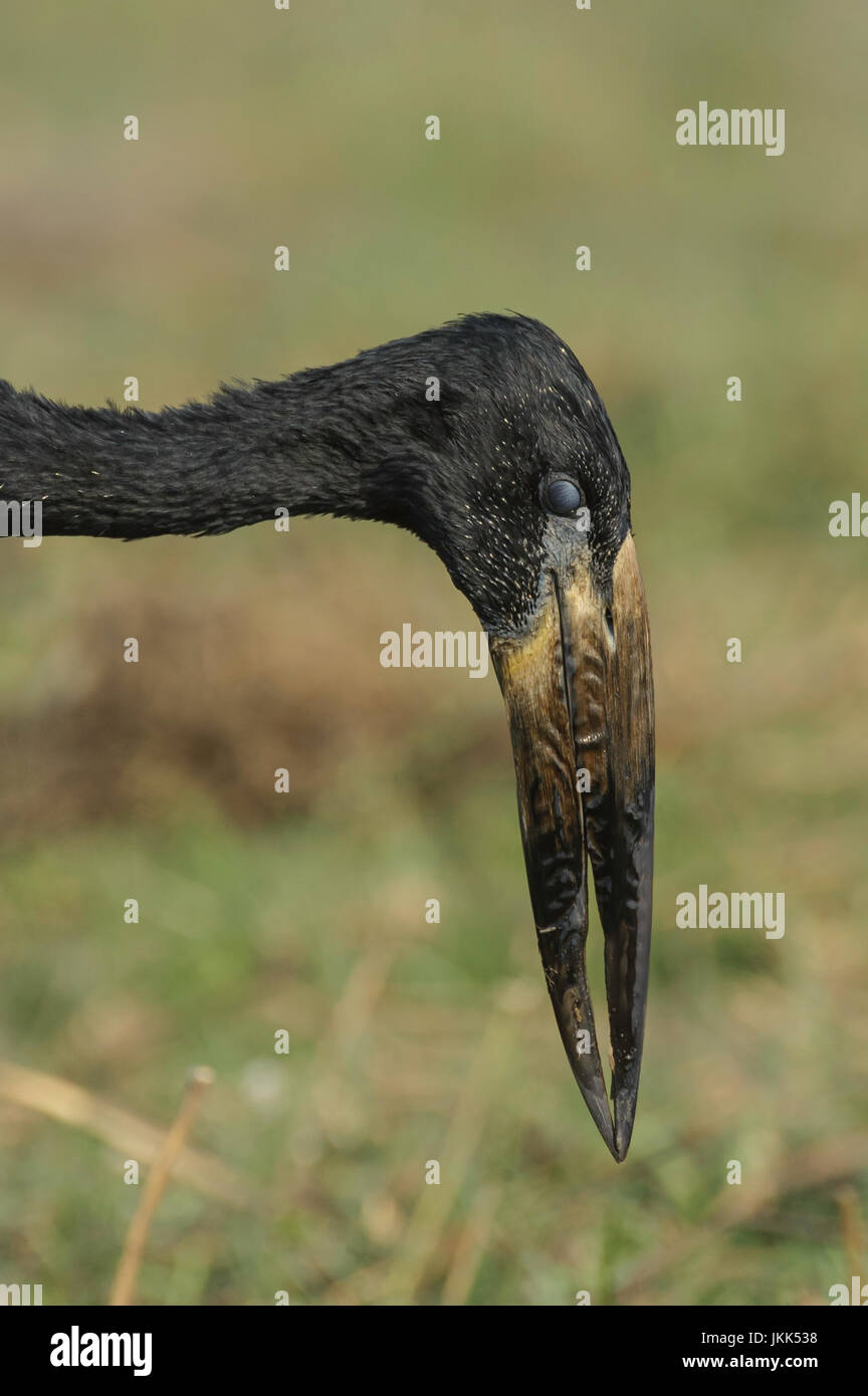 African openbill, Amastomus lamelligerus, Chobe River, Chobe National ...