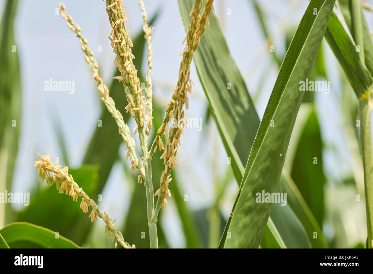 Corn tassels hi-res stock photography and images - Alamy