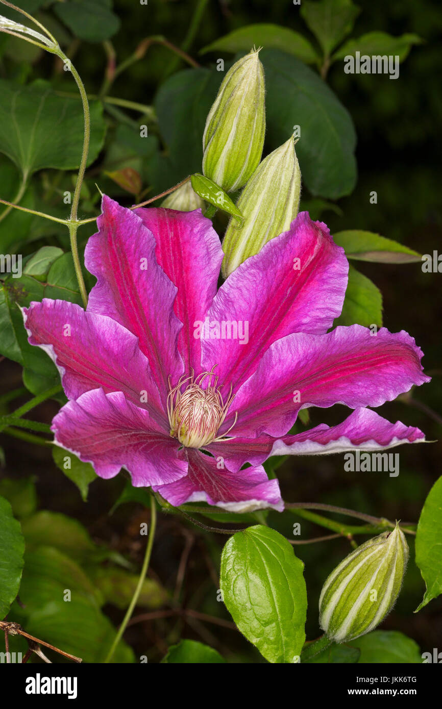 Plants red clematis hi-res stock photography and images - Alamy