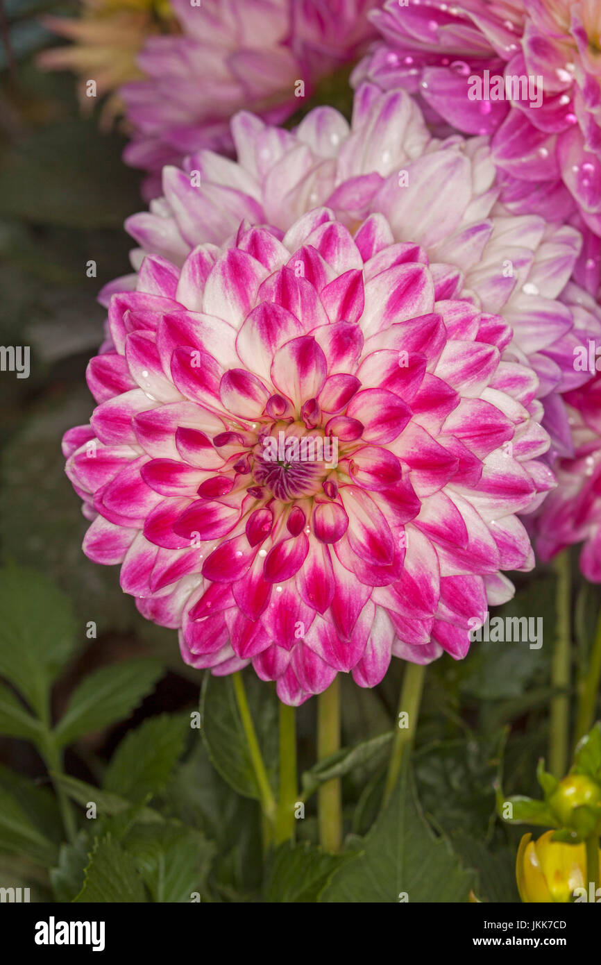 Double dahlia flower hi-res stock photography and images - Alamy