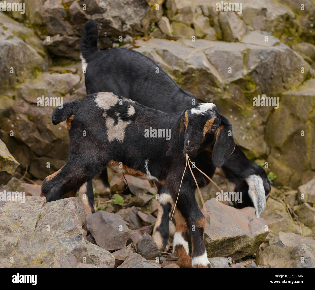 Baby goats climbing on rocks Stock Photo - Alamy