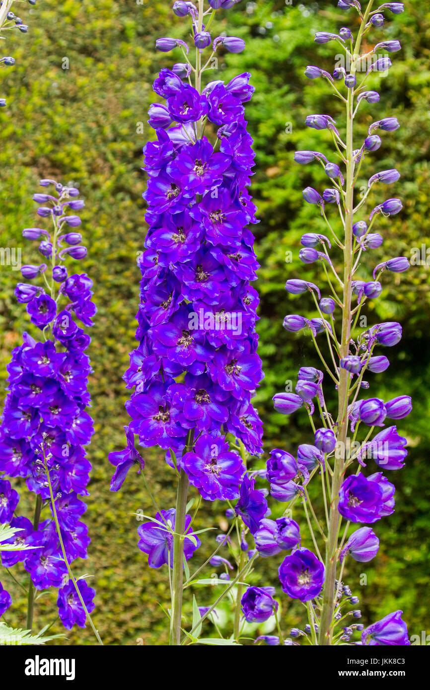 Tall spike of vivid purple / blue delphinium flowers against background ...