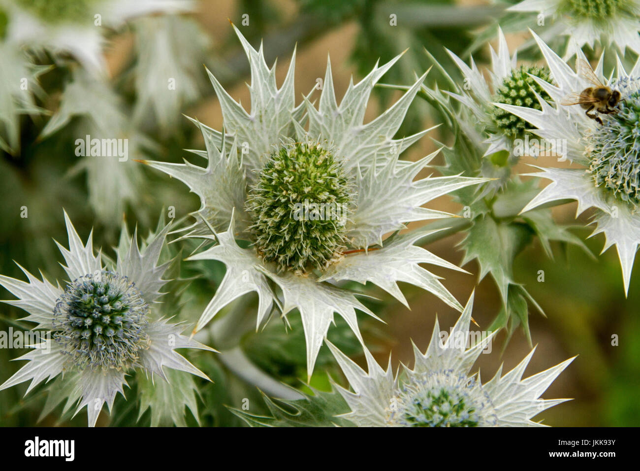 Cluster of green flowers surrounded by silver / white spiny bracts of ...
