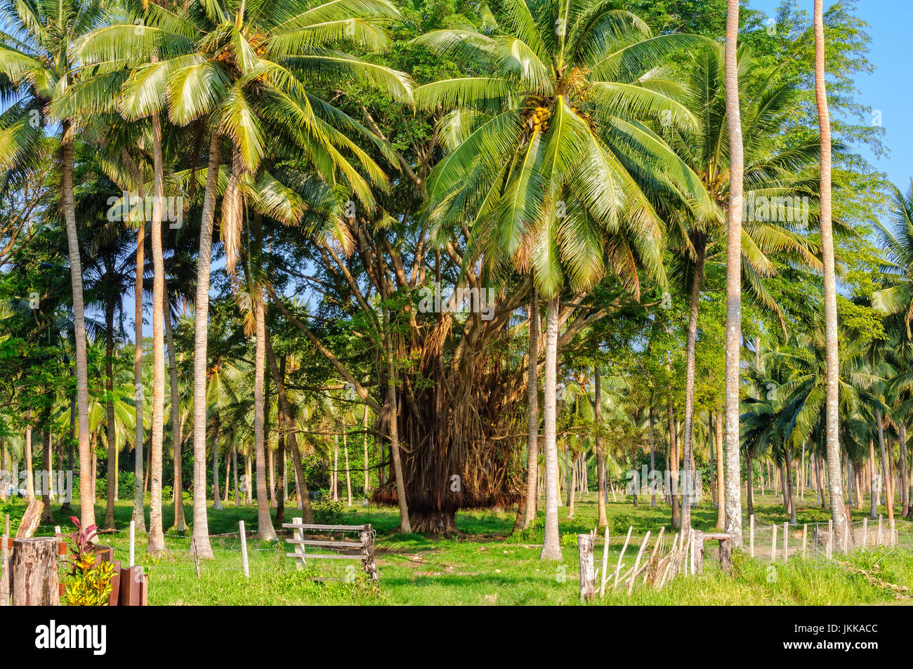 Banyan trees in a coconut palm tree plantation - Espiritu Santo ...