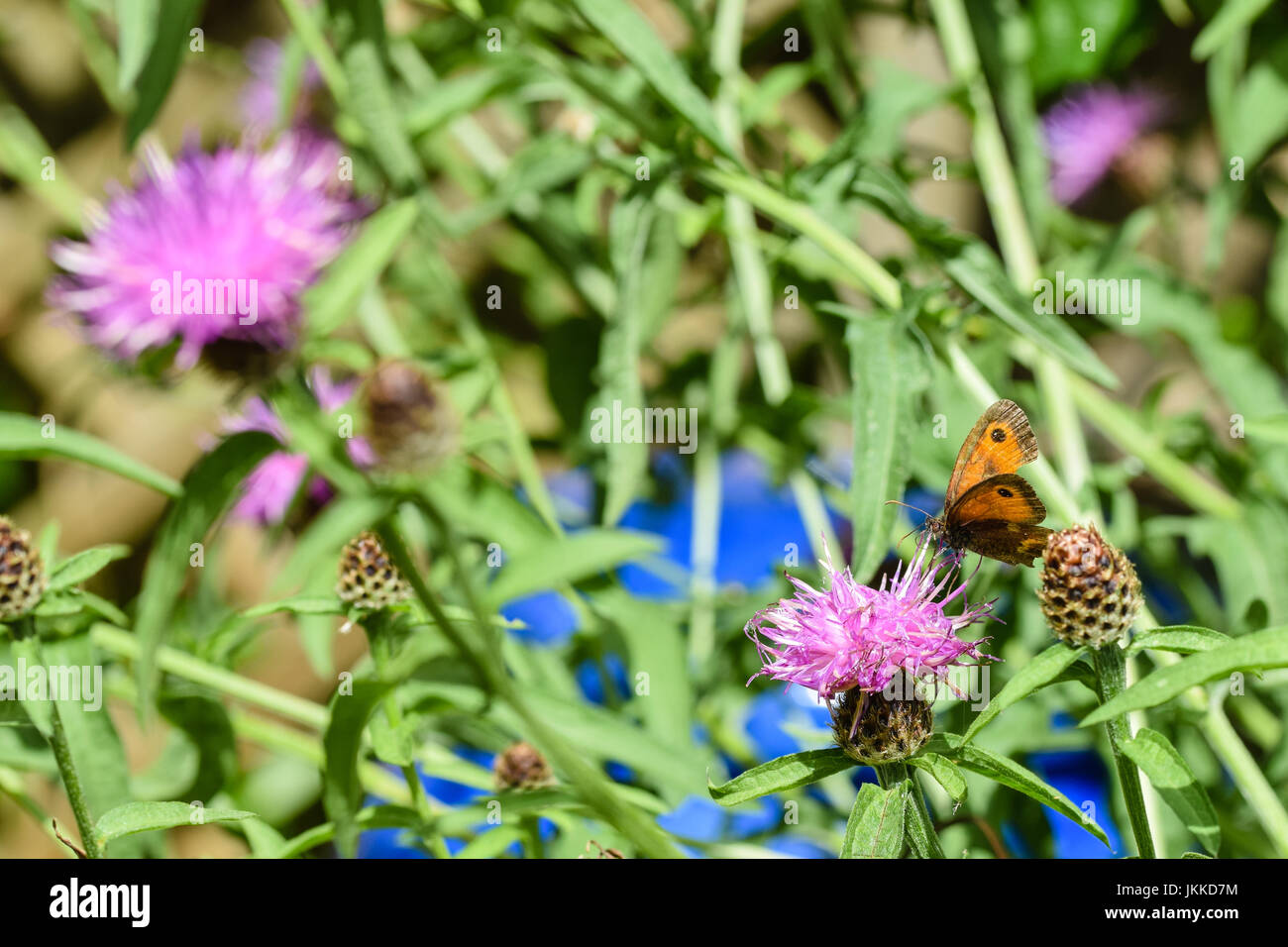 Brown gatekeeper female butterfly collecting nectar from purple thistle ...